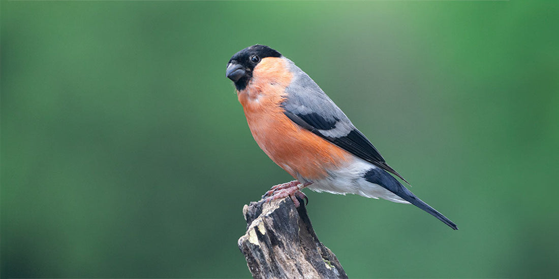 Bullfinch Facts, Habitat & Food | Ark Wildlife UK
