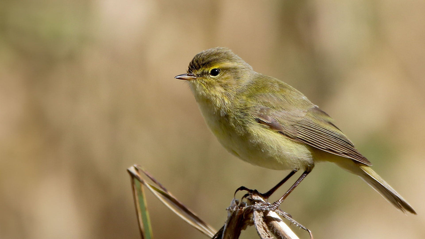 Chiffchaff Bird Identification | UK Habitat, Nesting & Food