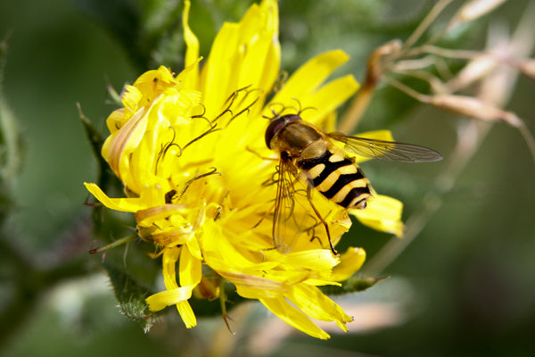 British Flying Insects in Spring | Ark Wildlife UK