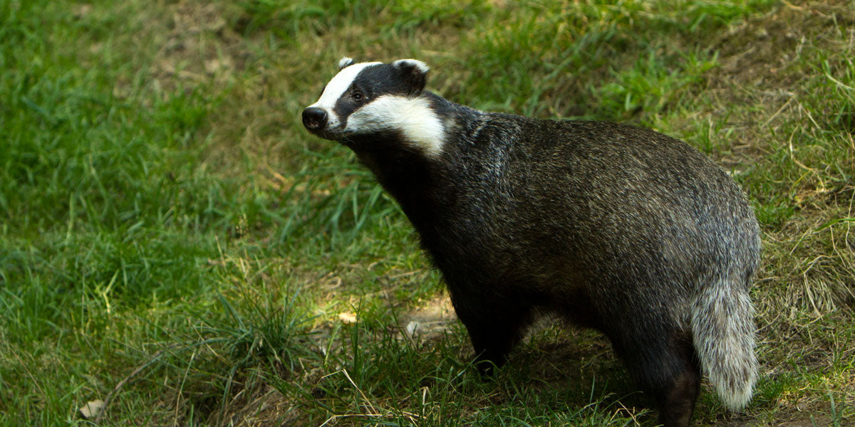 Badger Habitat, Identification & Diet | Ark Wildlife UK