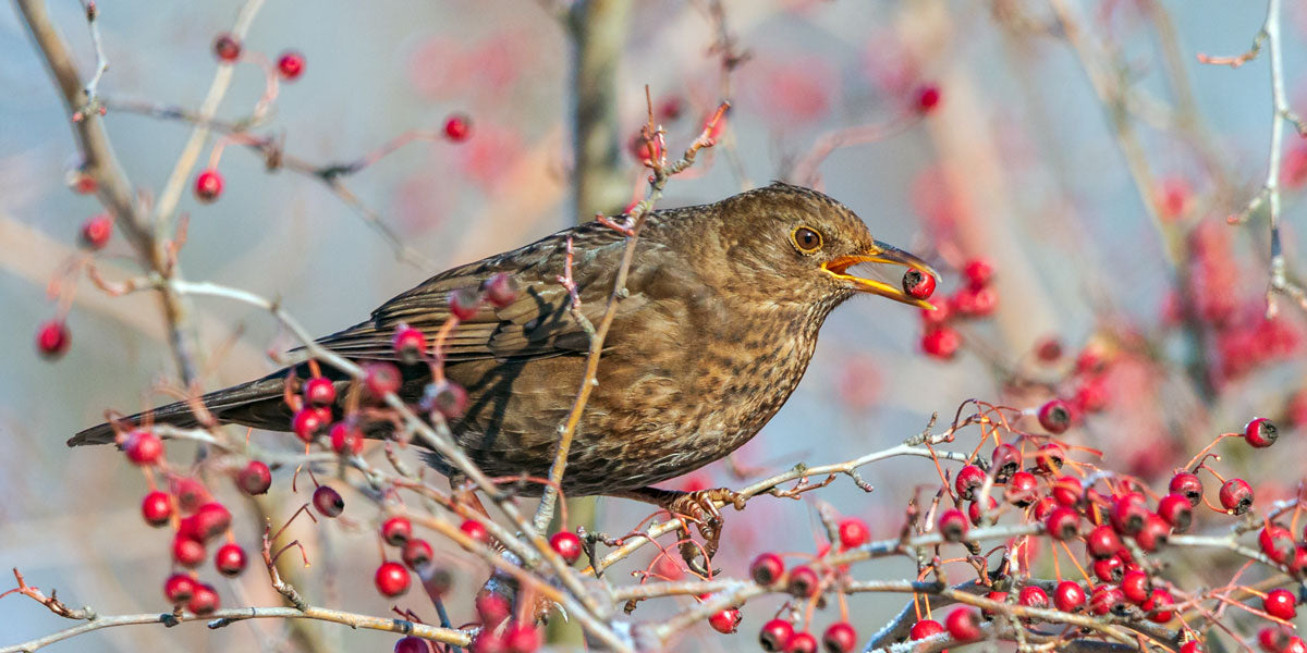 Why Have All the Birds Disappeared From My Garden? | Ark Wildlife UK