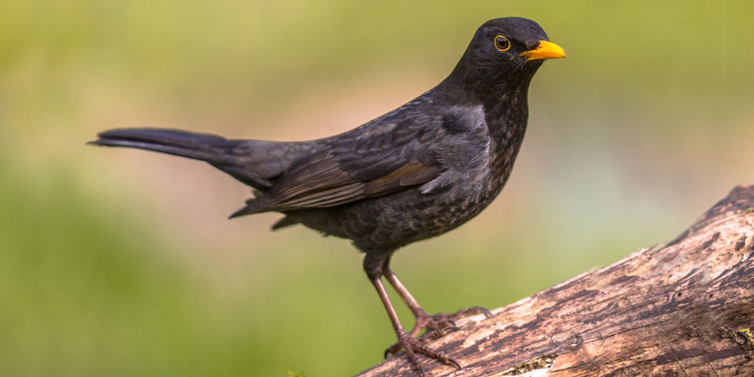 Blackbird Facts, Identification & Habitat - Ark Wildlife UK