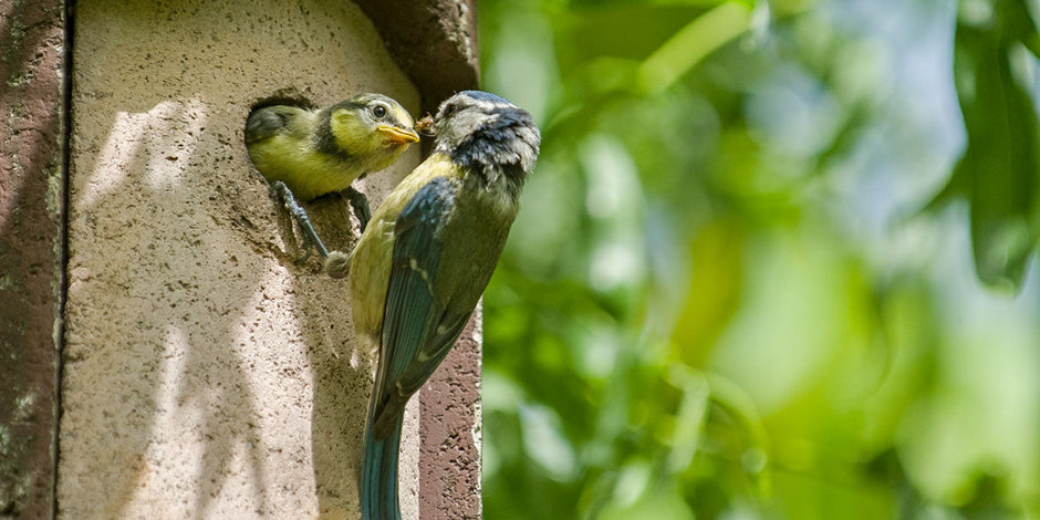 How Do Birds Claim a Nesting Box? | Ark Wildlife UK