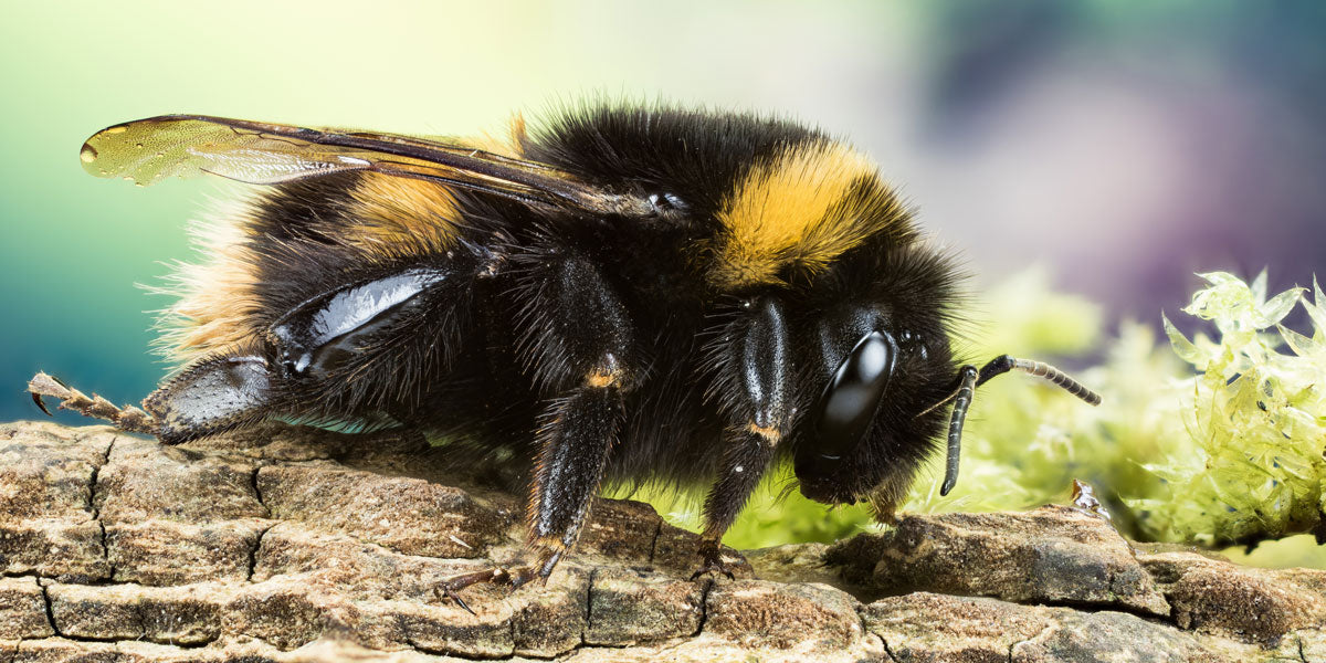 Bumblebee Identification and Facts | Ark Wildlife UK