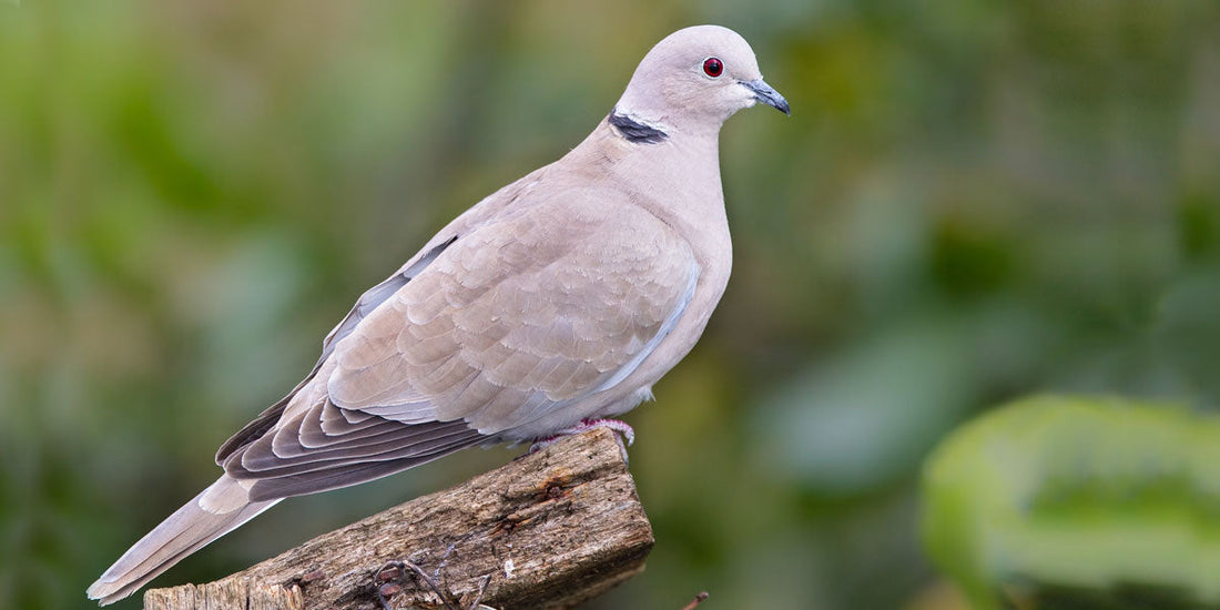 Collared Dove UK: Identification, Food, Nesting & Facts | Ark Wildlife