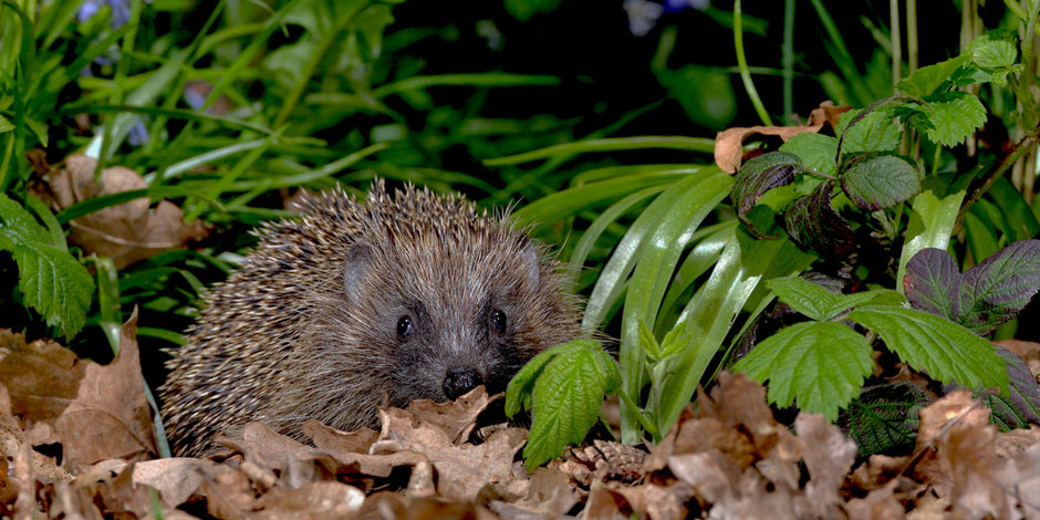 Creating A Hedgehog-Friendly Garden | Expert Tips & Advice - Ark Wildlife