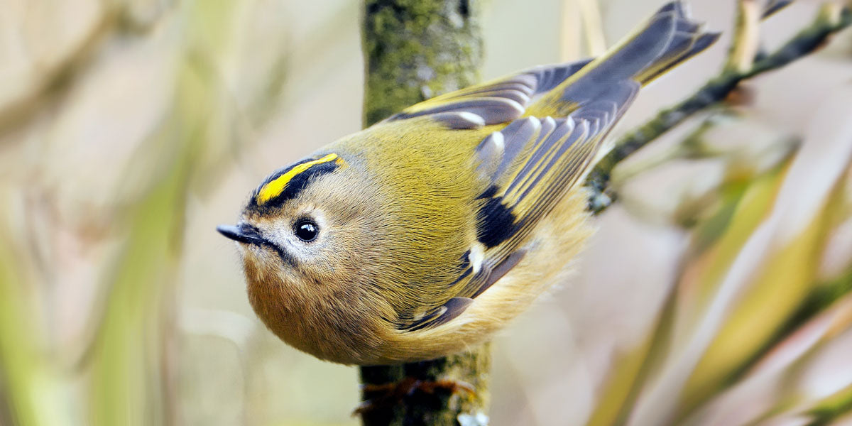 Goldcrest, Identification, Habitat and Food - Ark Wildlife UK