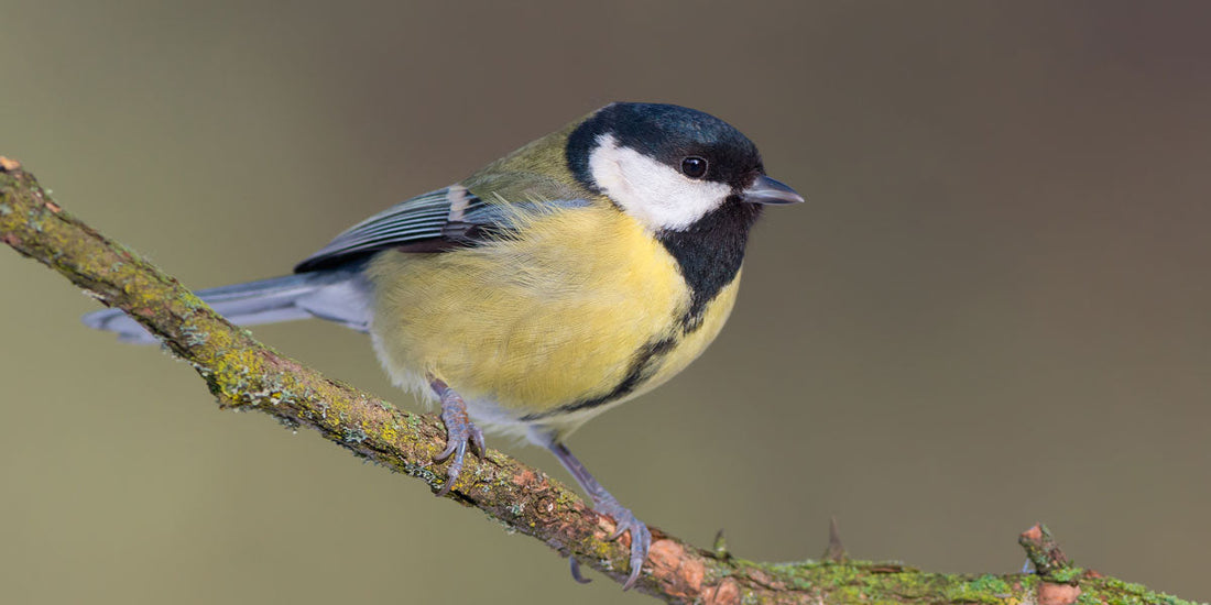Great Tit, Identification, Habitat and Food - Ark Wildlife UK