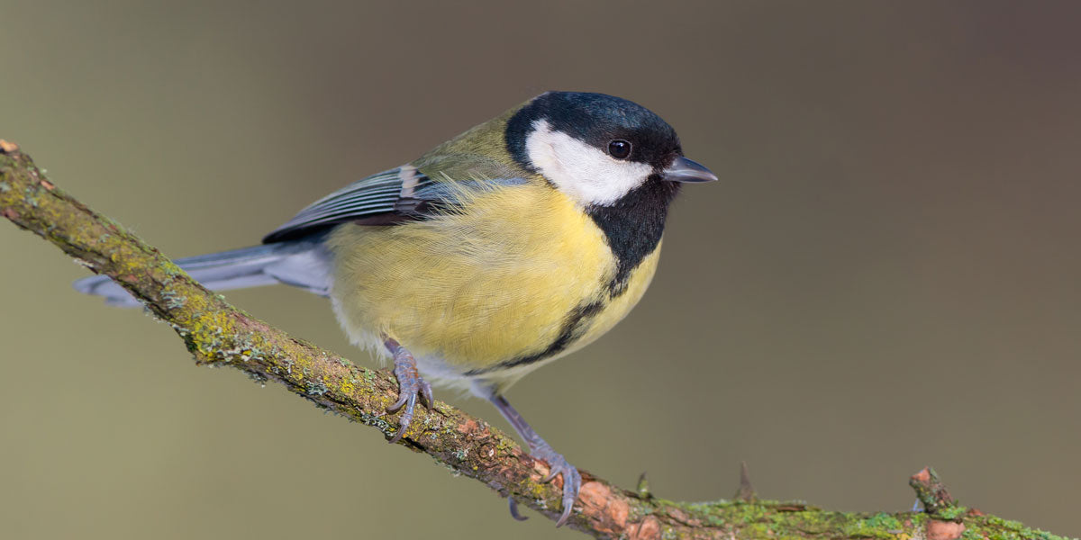 Great Tit, Identification, Habitat and Food - Ark Wildlife UK