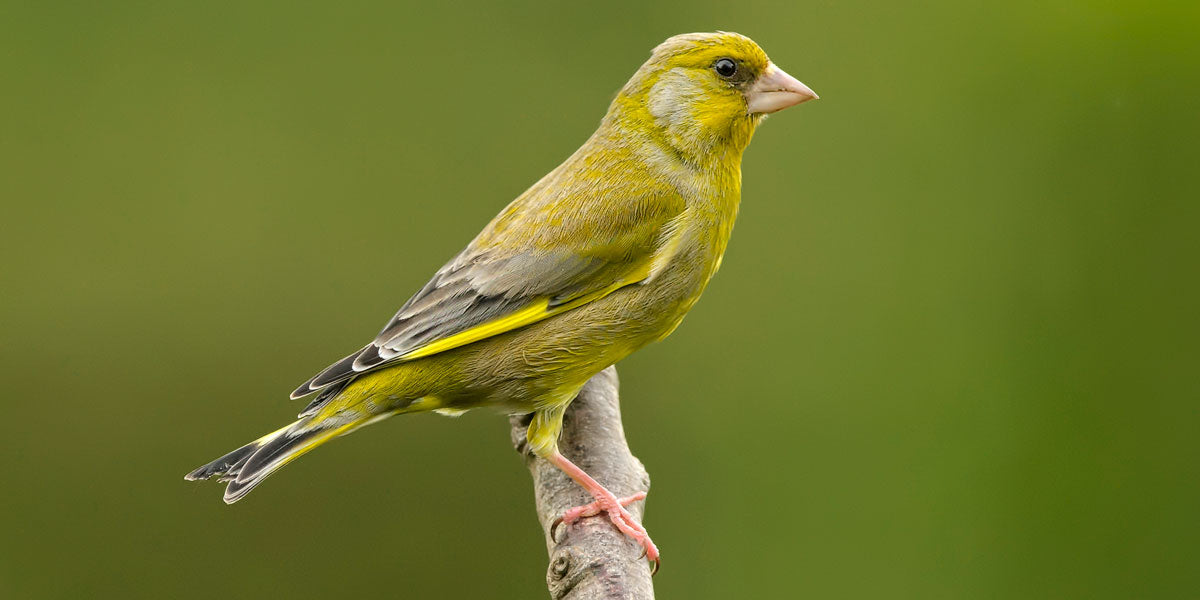 Greenfinch: Habitat, Identification and Food UK | Ark Wildlife