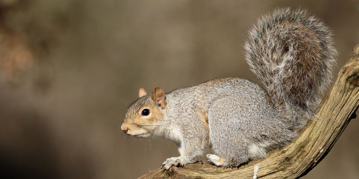 Grey Squirrel Facts & Habitat | Ark Wildlife UK