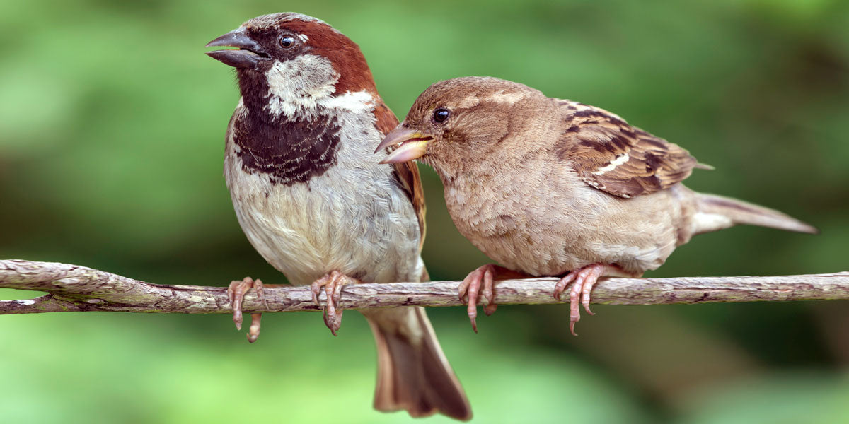 House Sparrow: Food, Habitat and Identification | Ark Wildlife UK