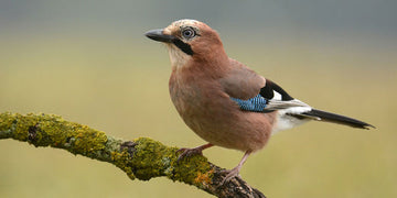 Jay Bird Habitat, Food, Identification & Facts UK | Ark Wildlife
