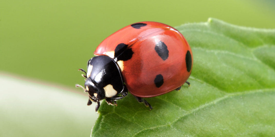 Ladybirds: Houses, Habitat & Food | Ark Wildlife UK - Ark Wildlife UK