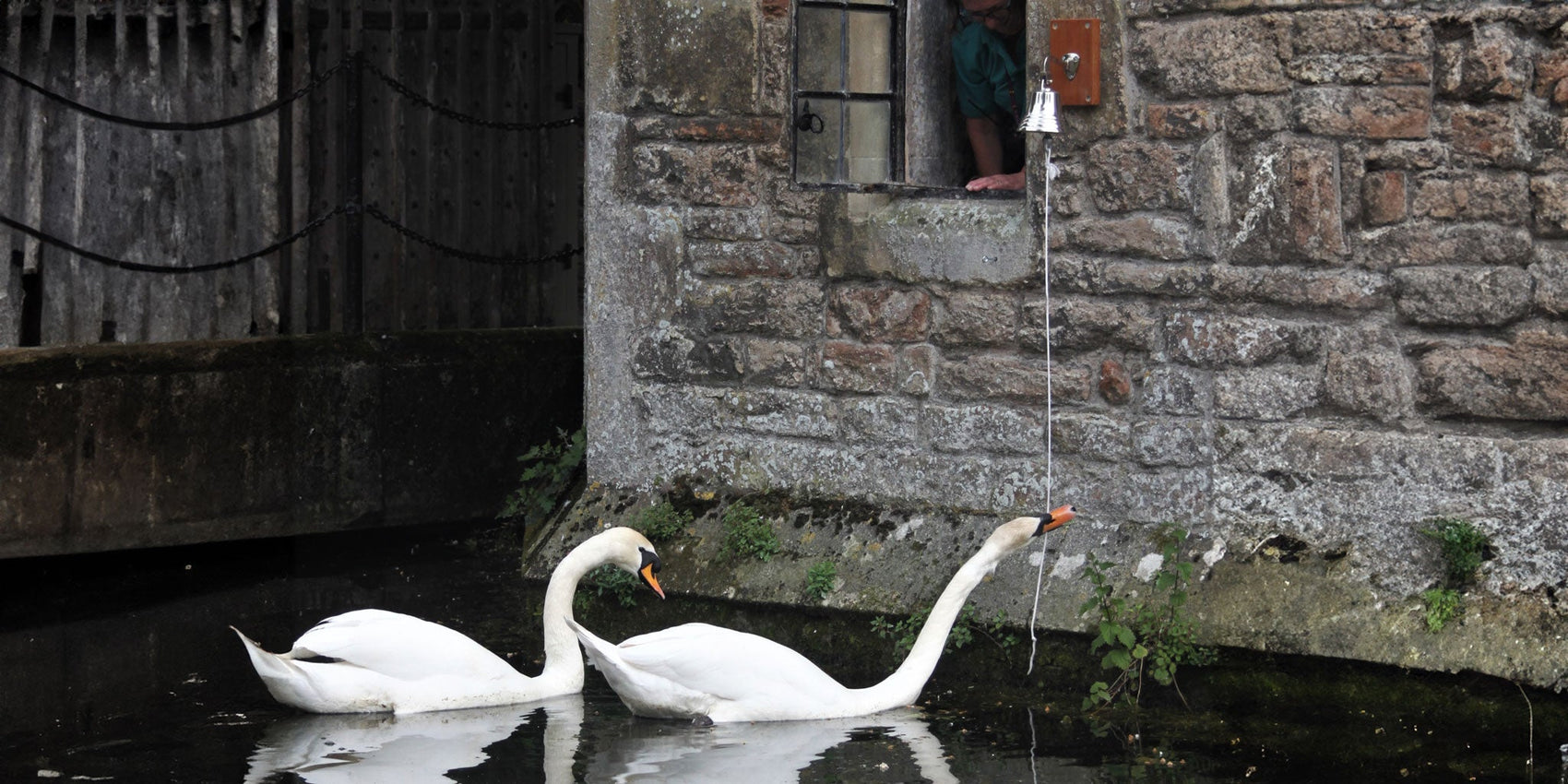 Bishop's Palace 'Bell Ringing' Swans - Ark Wildlife UK