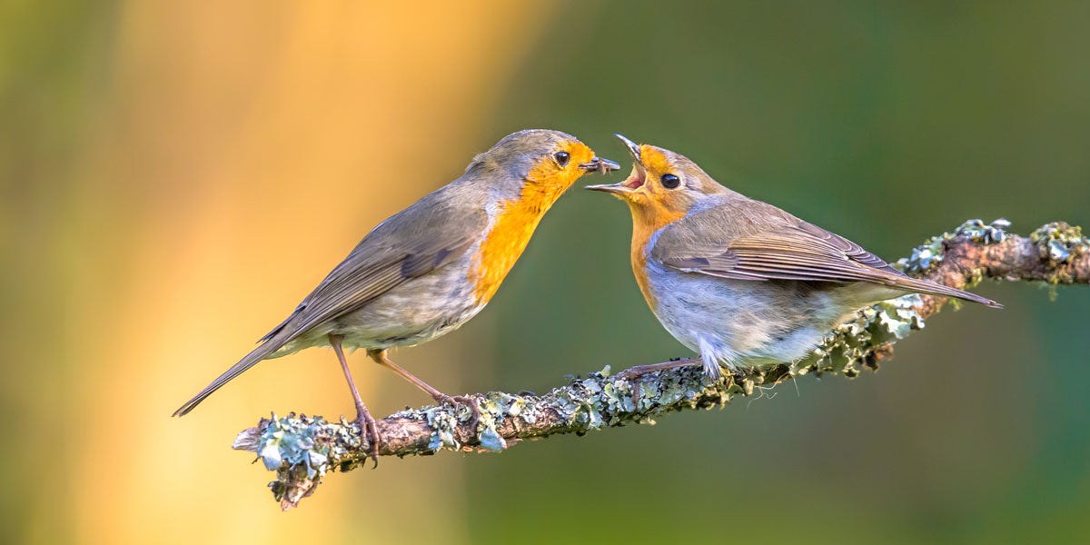 What do Robins Eat Throughout The Year? | Ark Wildlife UK