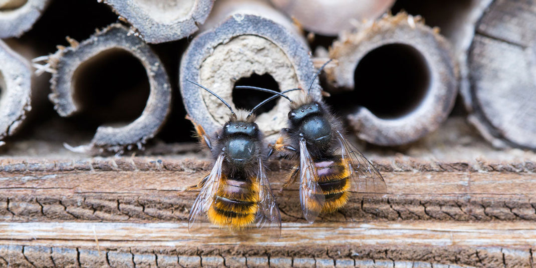 Solitary Bees, Mason Bees & Leafcutter Bees UK: A Guide - Ark Wildlife UK