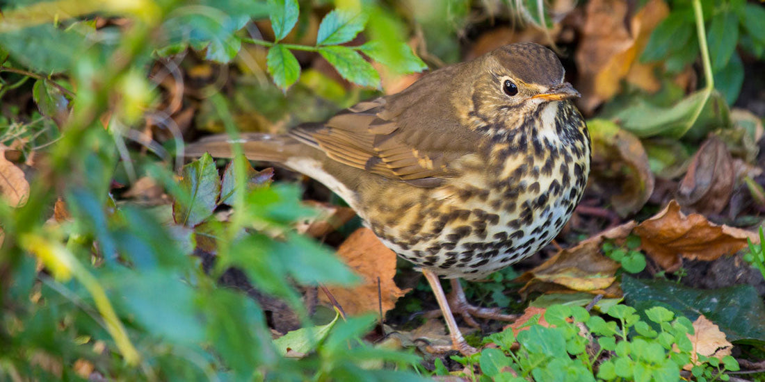 Song Thrush, Identification, Habitat and Food | Ark Wildlife UK