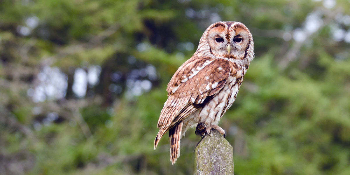 Tawny Owl Facts: Information, Habitat & Food | Ark Wildlife UK