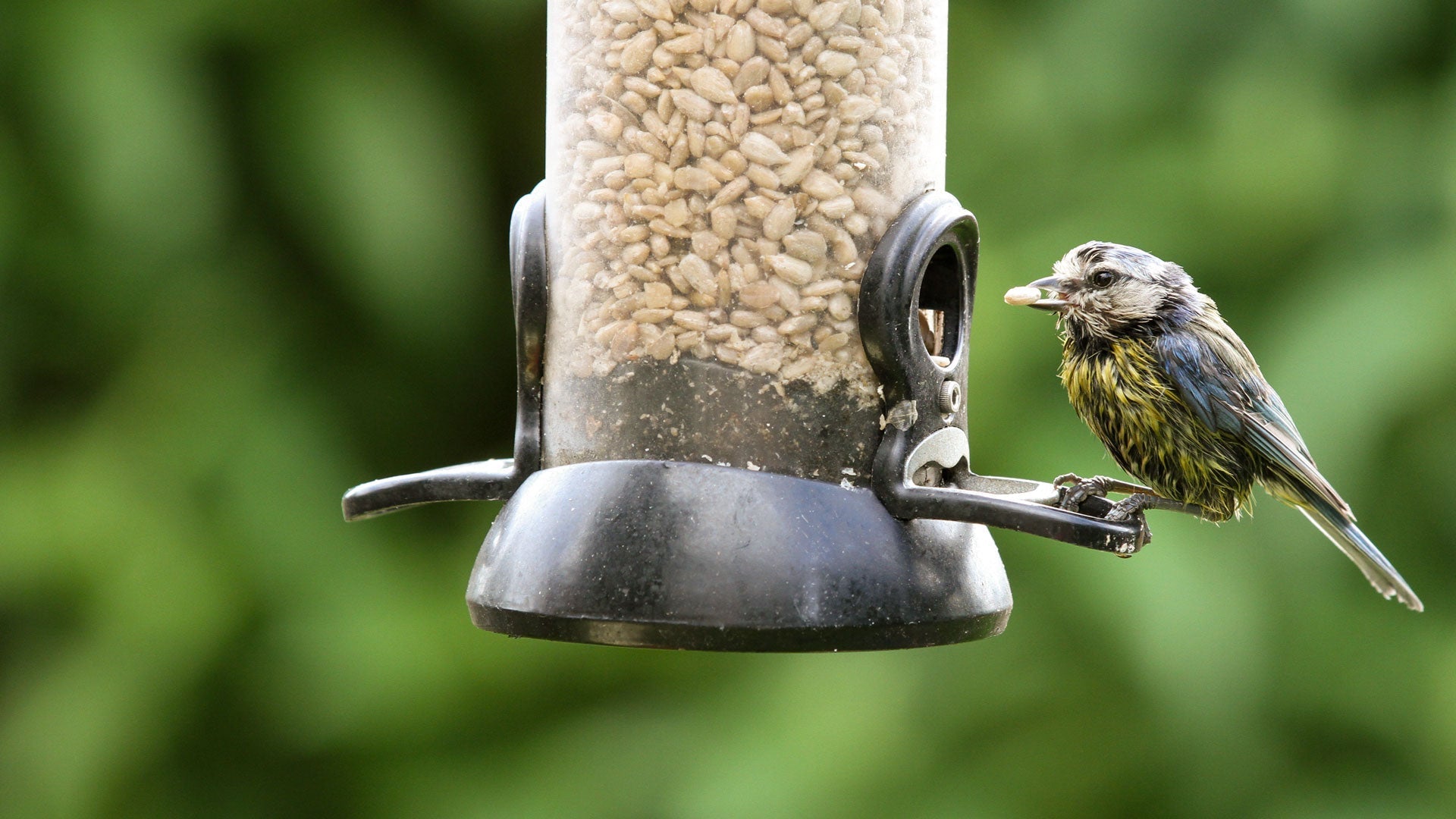 What Does a Bird Need in the Rain? | Wet Weather Bird Care Guide