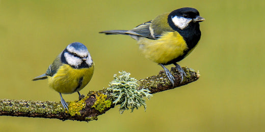 The Top 10 Yellow Birds In The UK | Ark Wildlife