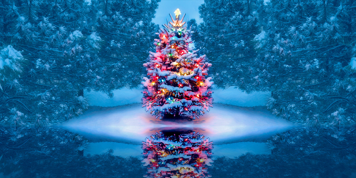 Yule Tree Identification Christmas,Christmas