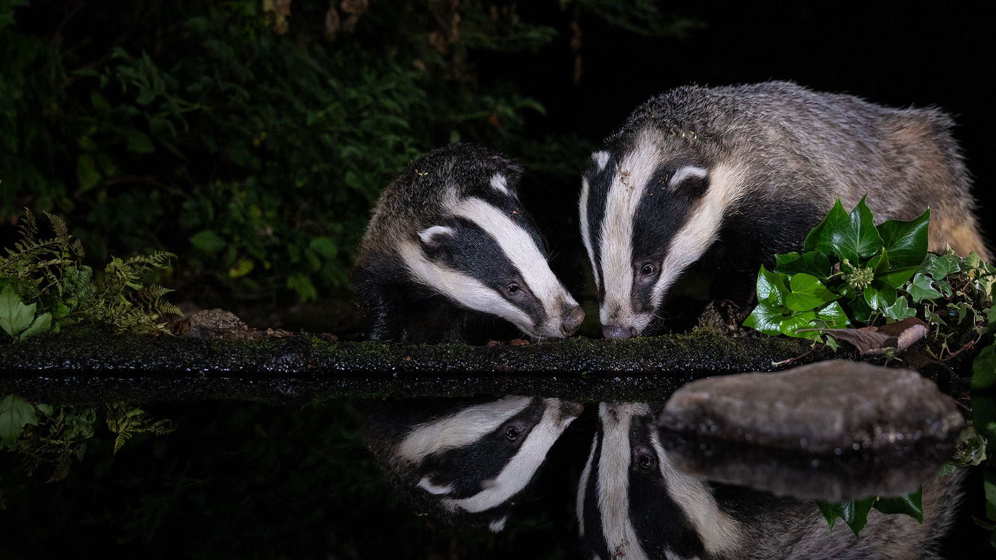 Specialist Badger Food | Quality Products - Ark Wildlife UK