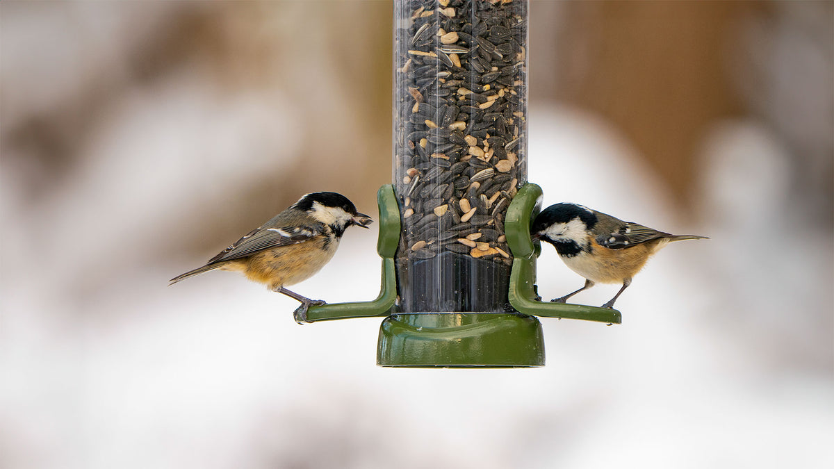 Best Bird Seed Feeders For Wild & Garden Birds - Ark Wildlife UK