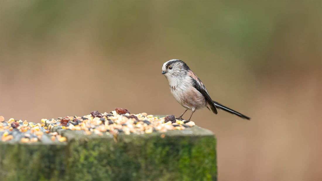 Ultimate Guide to Feeding Birds in Spring? Top 10 Tips and Best Bird Food