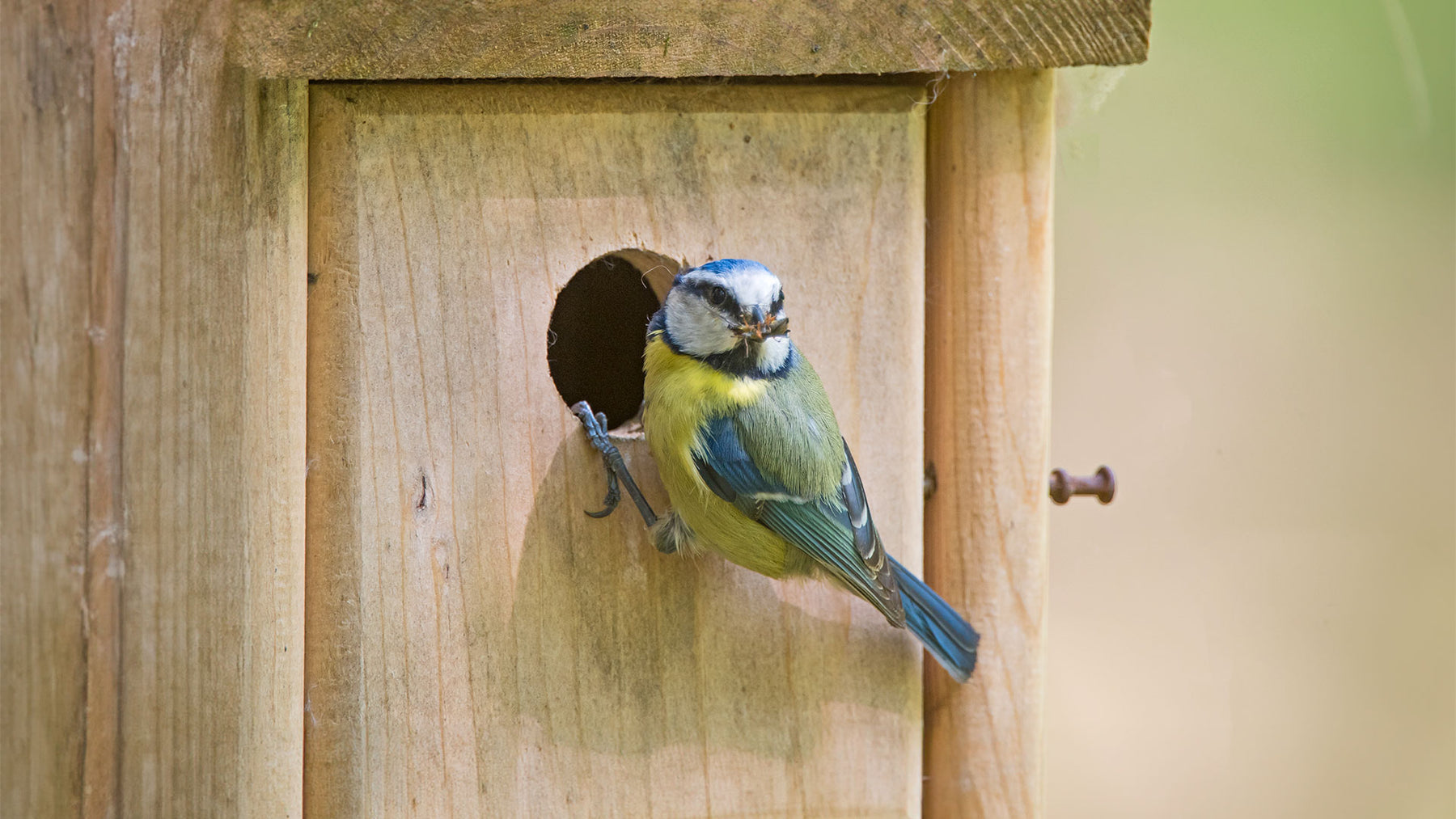 Best Garden Bird Boxes | Buy Online - Ark Wildlife UK