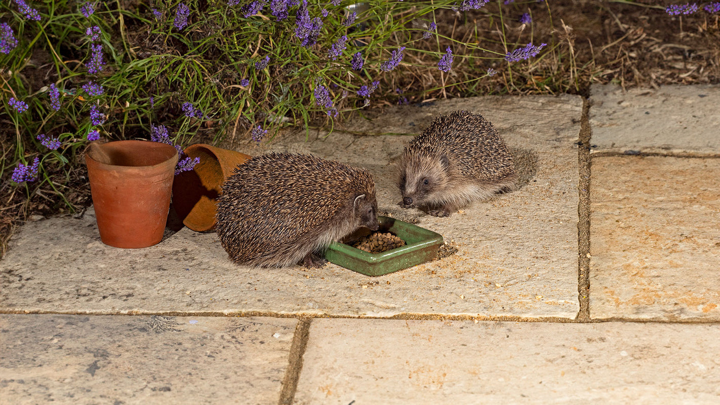 What to Feed Hedgehogs | Expert Answers to all Your Questions