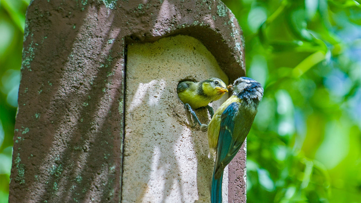Bird Box Hole Protectors & Plates | Nest Box Protection - Ark Wildlife UK