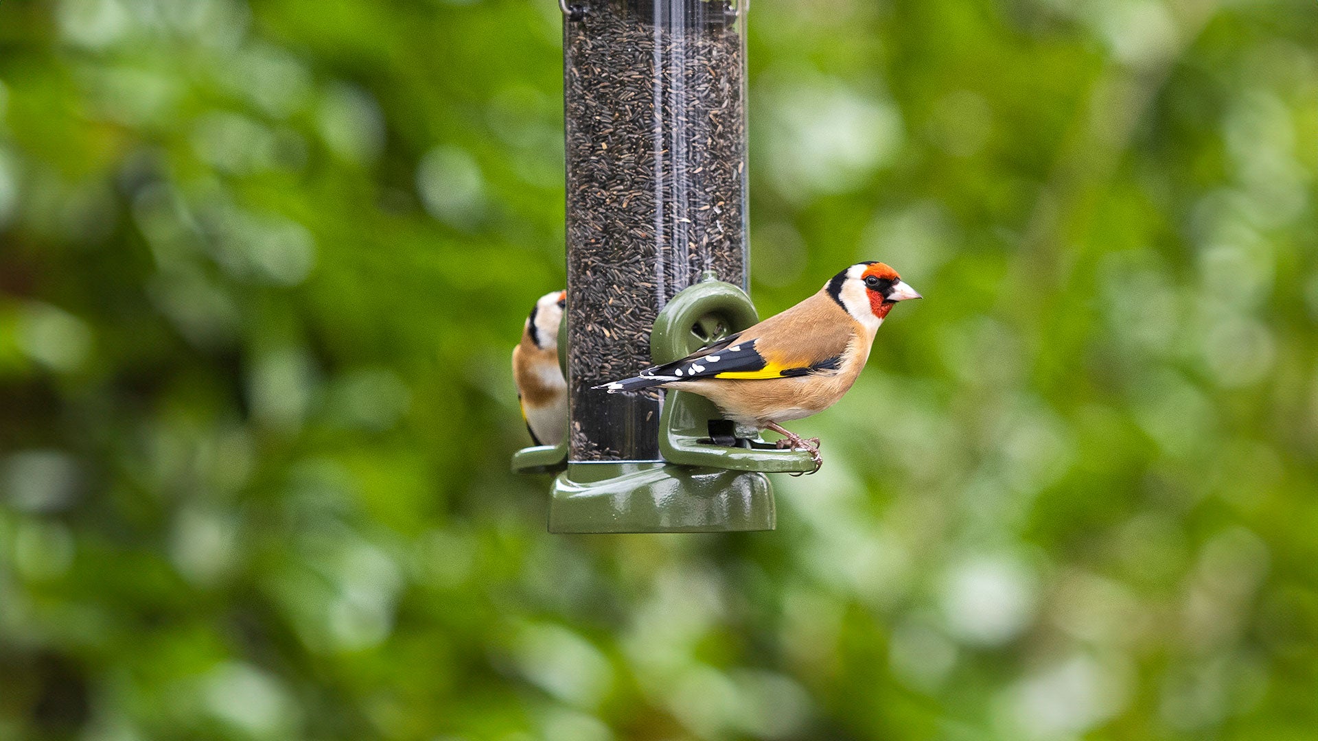 Niger / Nyjer Seed Bird Feeders | Buy Online - Ark Wildlife UK