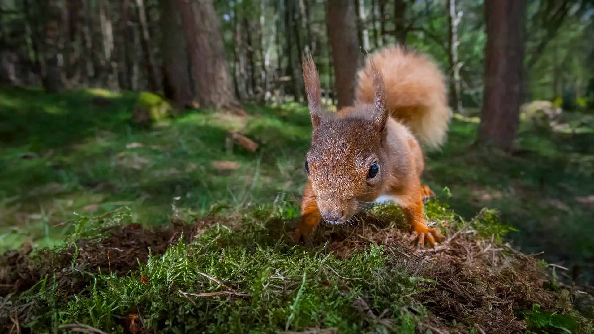 Red Squirrel Food & Supplies | Supporting Endangered British Red Squirrels