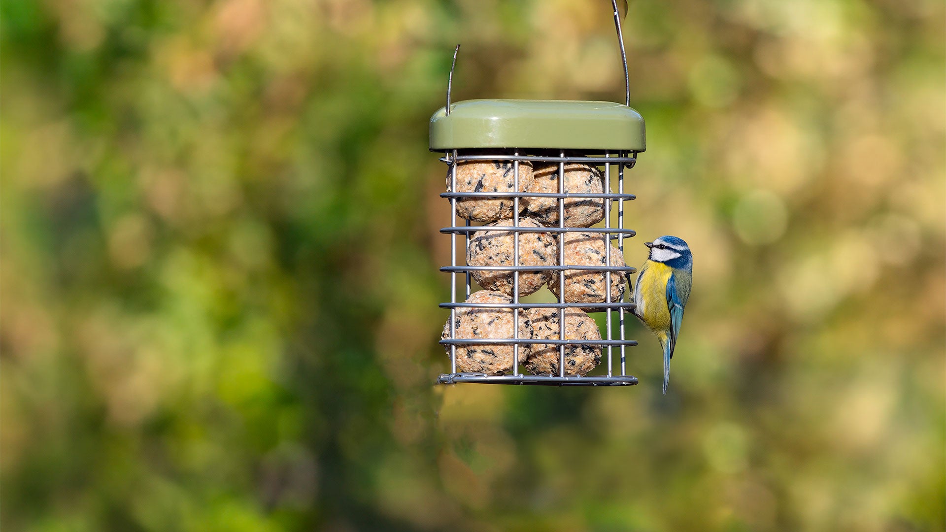 Fat & Suet Ball Feeders For Birds | Large Selection - Ark Wildlife UK