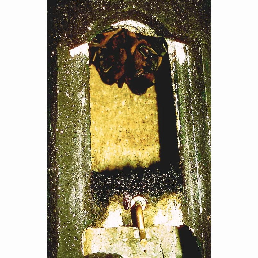 Schwegler Bat Boxes & Hibernation Boxes UK - Ark Wildlife UK