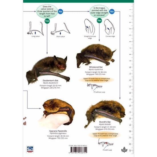 Field Guide To British Bats - Ark Wildlife UK