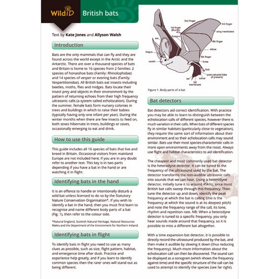 Field Guide To British Bats - Ark Wildlife UK
