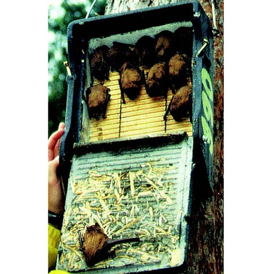 Schwegler 1FF Bat Box - The Professional Choice - Ark Wildlife UK