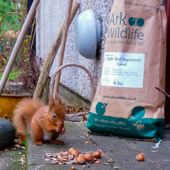 Red Squirrel Food | Ark Wildlife UK
