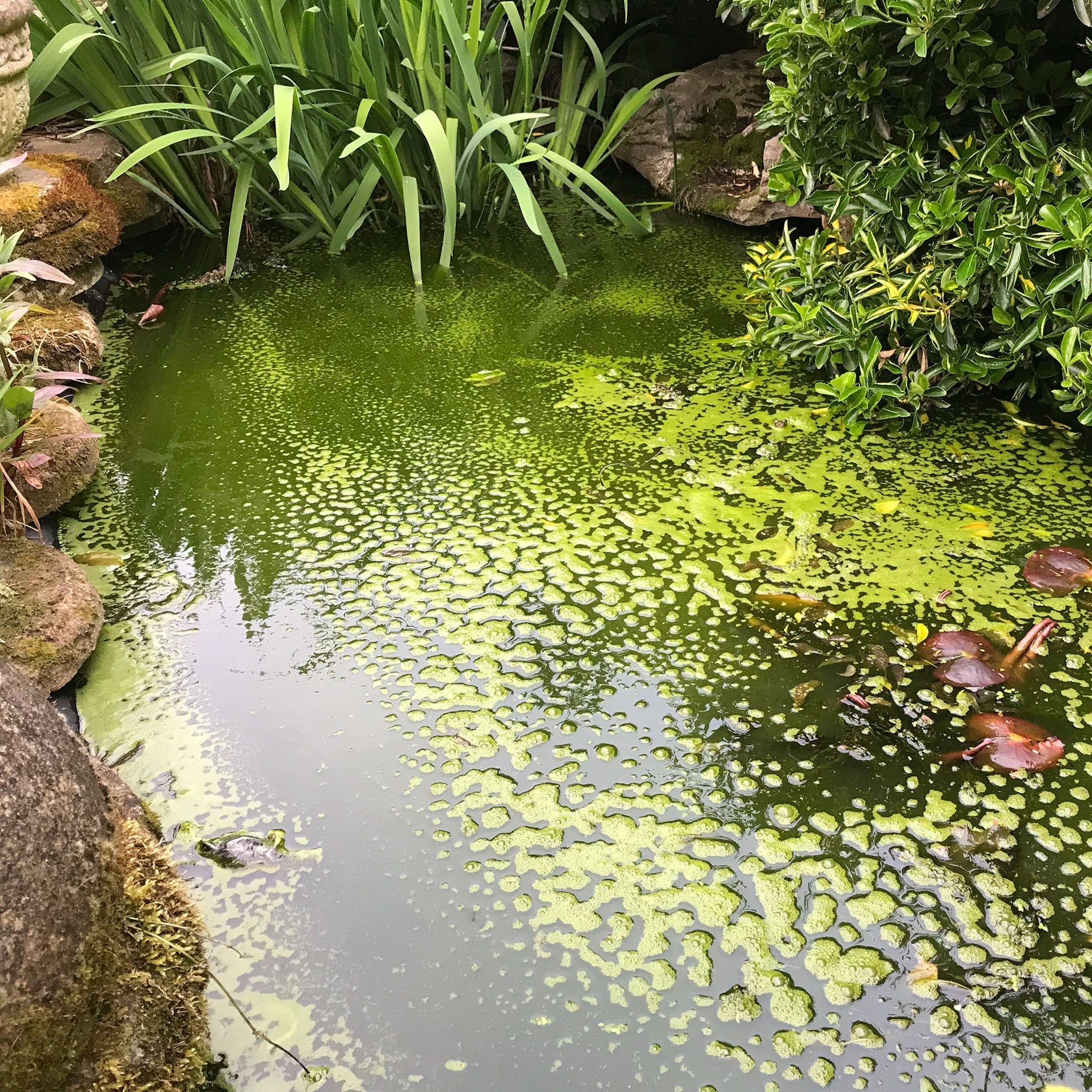 Barley-Bio Algae Control 250ml - Ark Wildlife UK