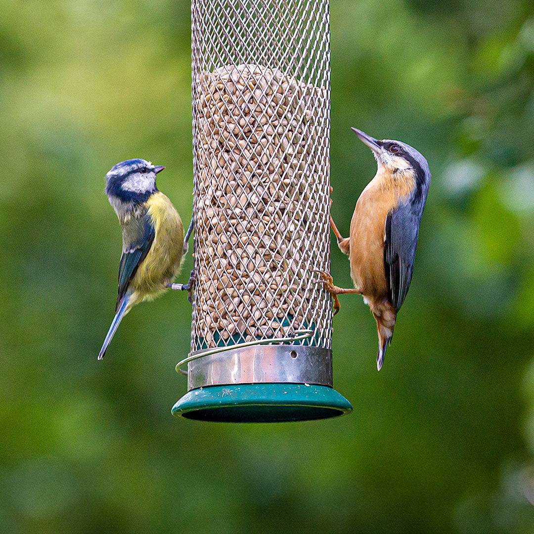 Blue Tit Bird UK: Identification, Habitat & Nesting | Ark Wildlife UK