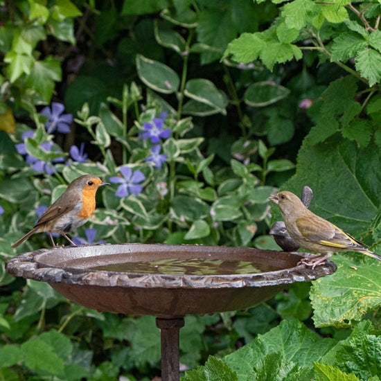Old Iron Classic Bird Bath - Ark Wildlife UK