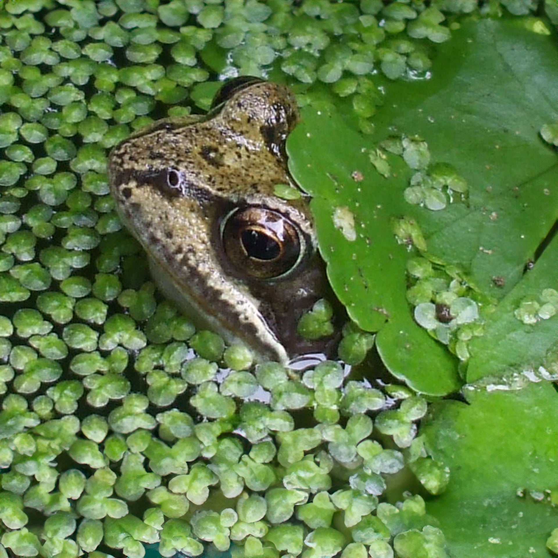 Duckweed Control 500ml - Ark Wildlife UK