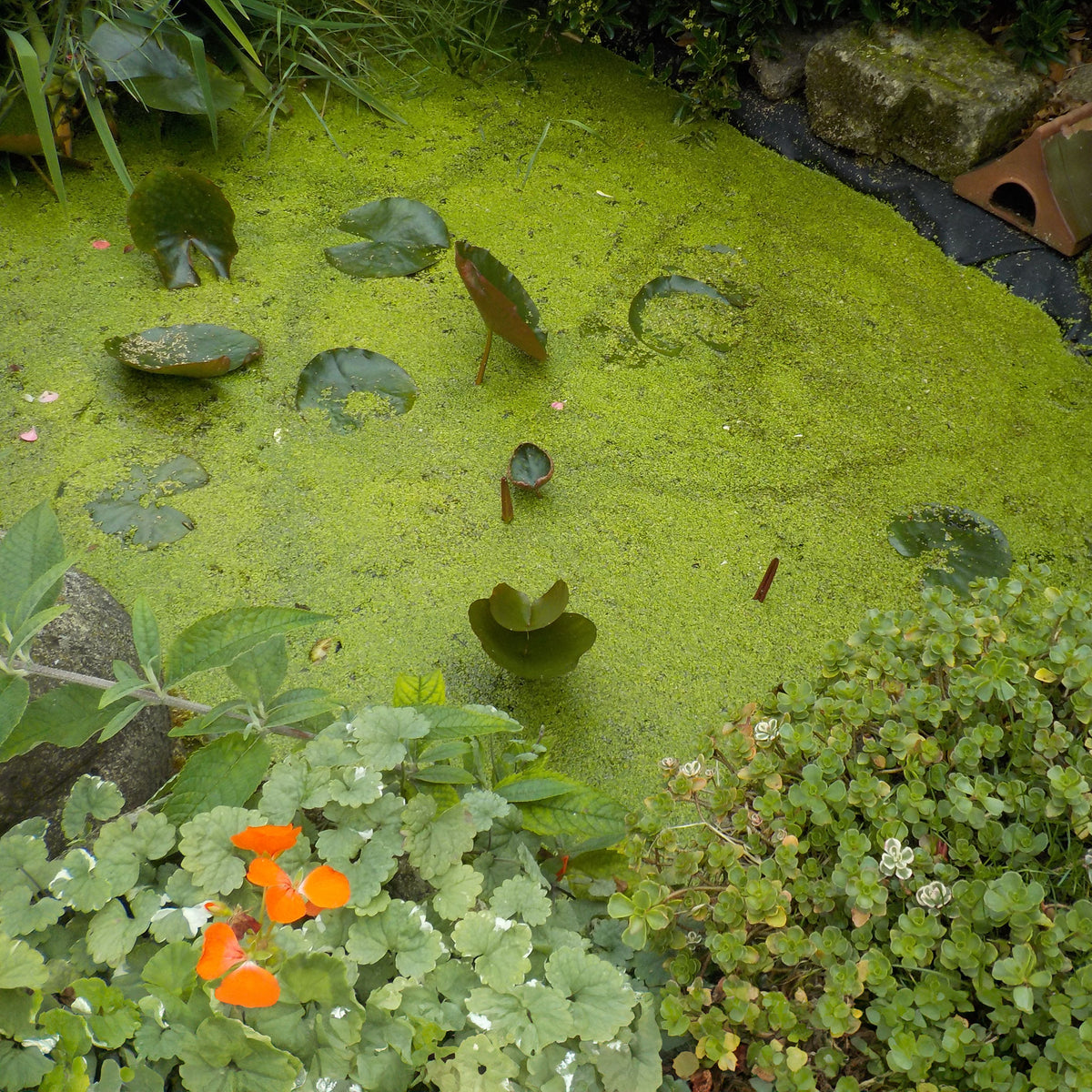 Duckweed Control 500ml - Ark Wildlife UK