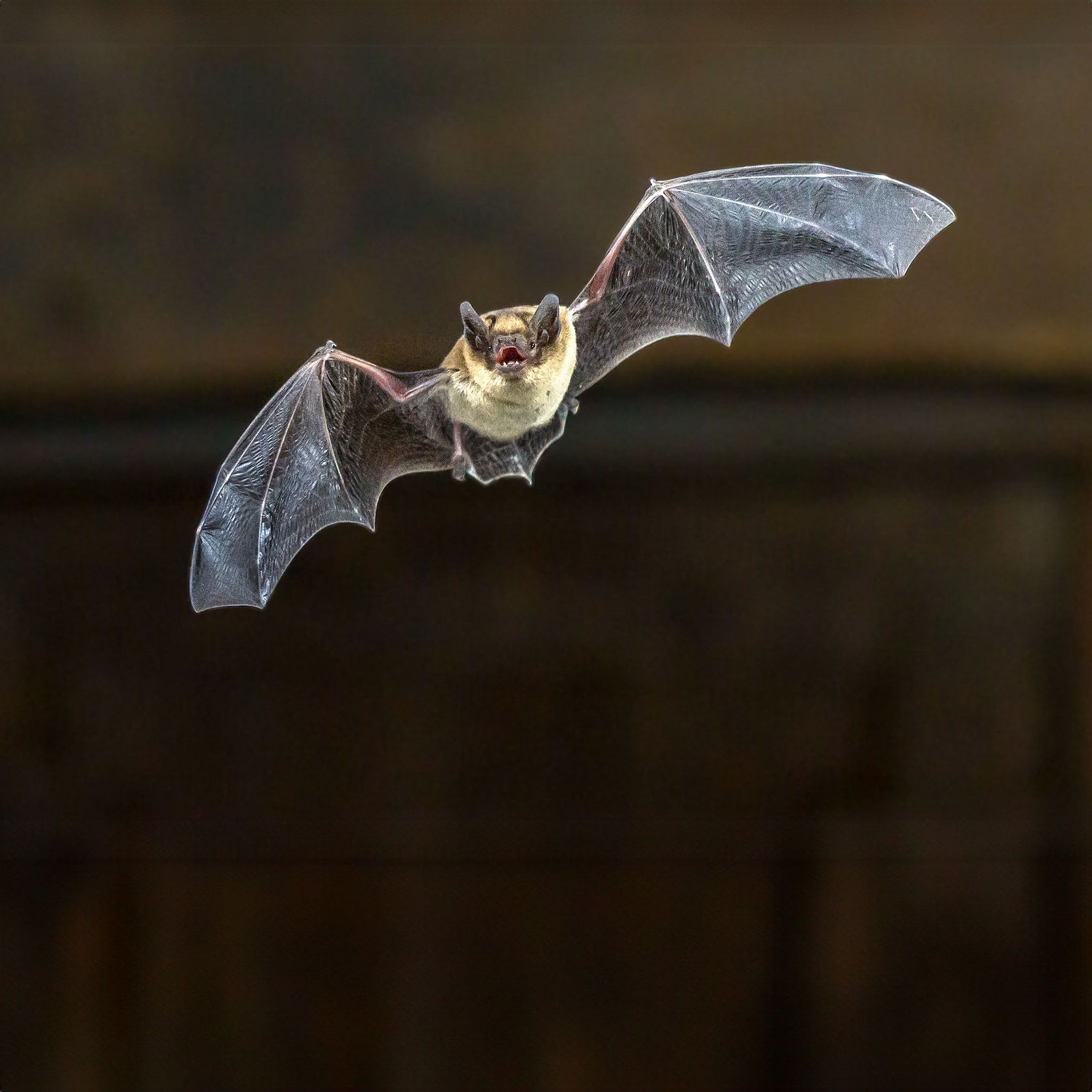 Field Guide To British Bats - Ark Wildlife UK