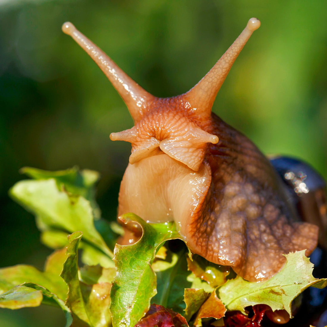 Grazers Slugs And Snails Deterrent - Ark Wildlife UK