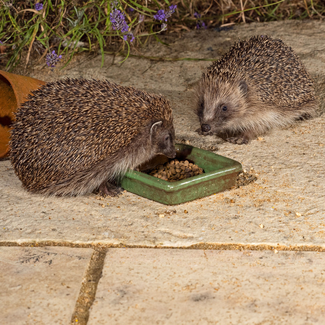 Hedgehog Food Bowl | Frost Proof Ceramic Material - Ark Wildlife