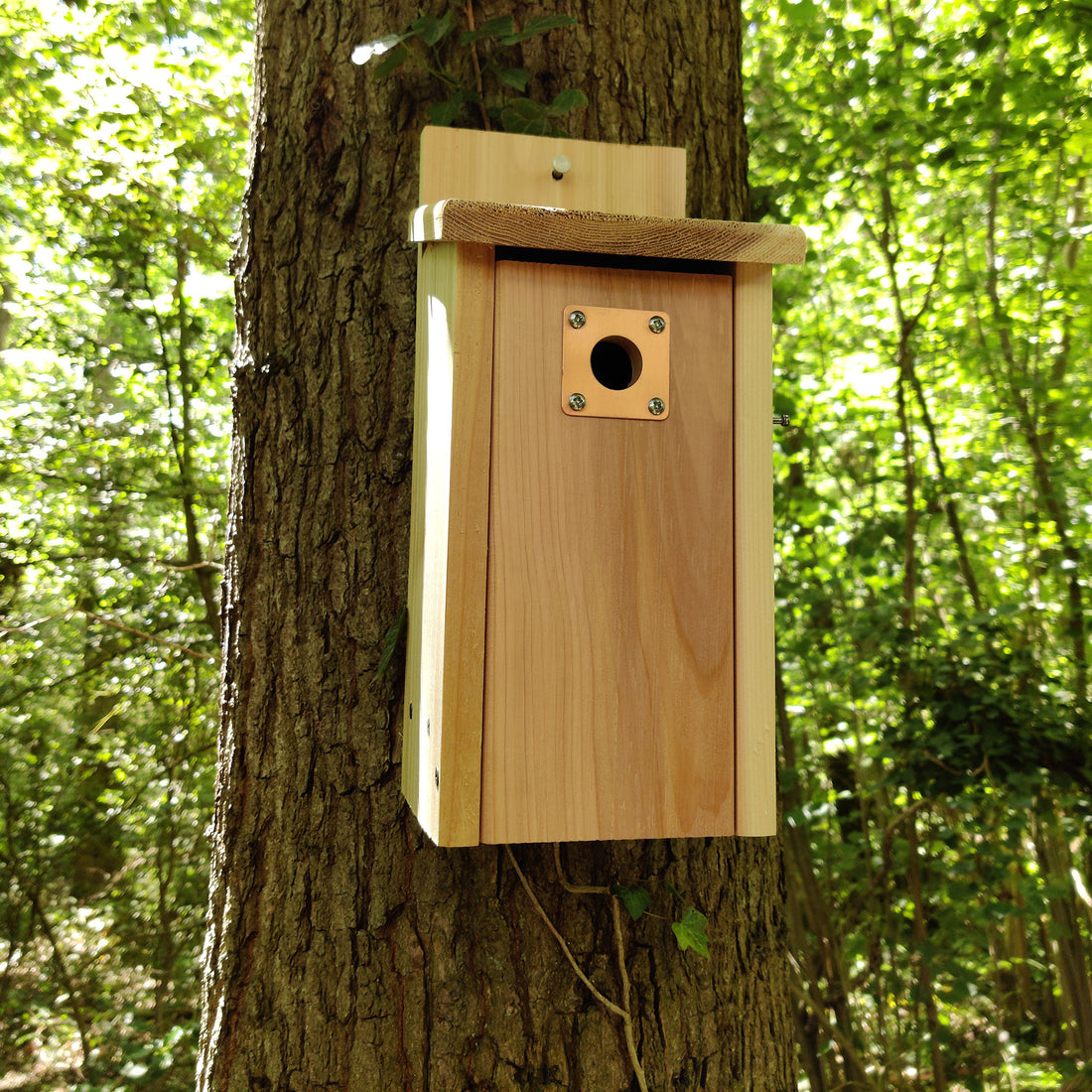 Nestbox Hole Protection Plate - Ark Wildlife UK
