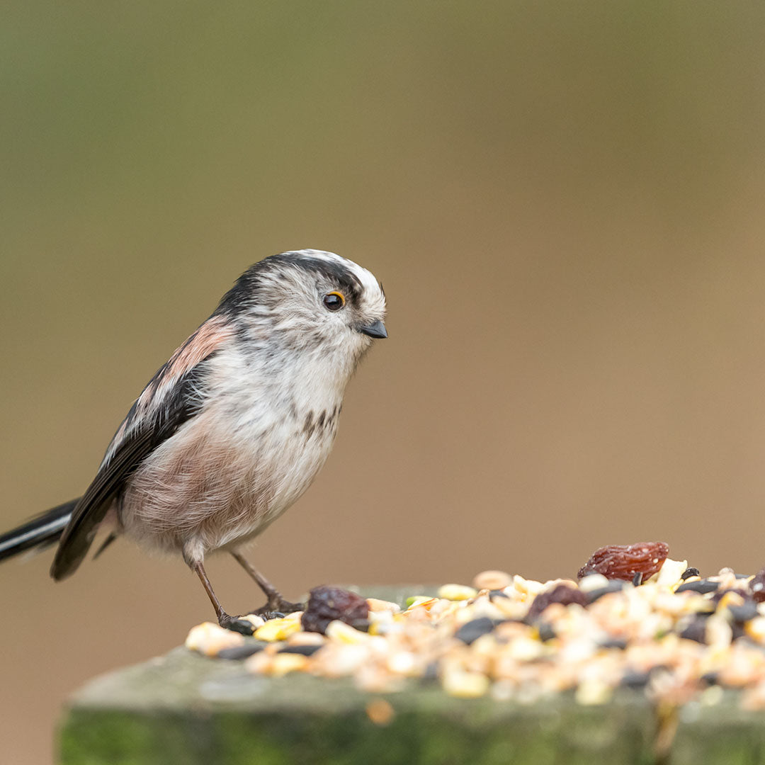 Shop Garden Wildlife Food & Products Online - Ark Wildlife UK